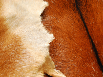 25% OFF Storewide on Premium Leather Goods – hidesandleathers.com ...